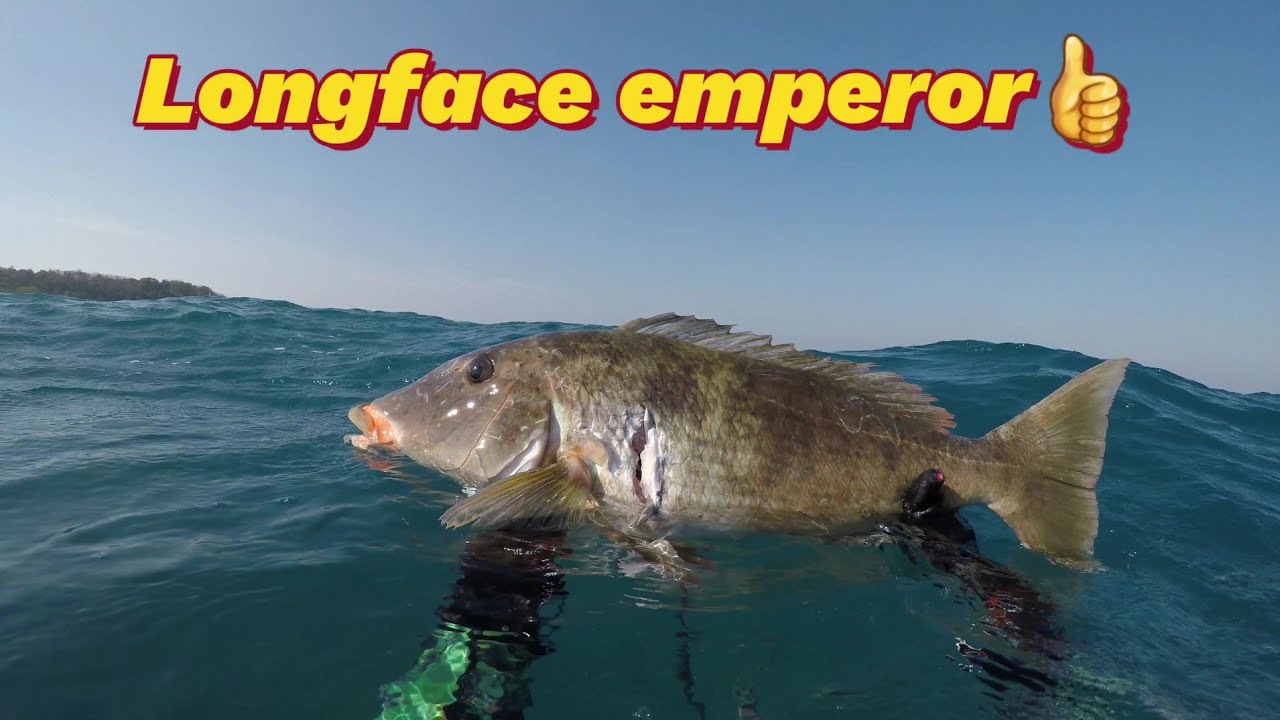 spearfishing - longface emperor - YouTube