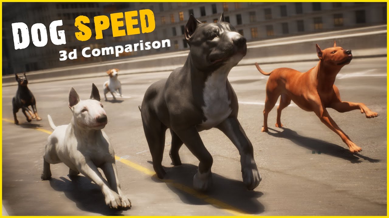 Dog Speed Comparison | World Fastest Dog 2025 | Speed comparison - YouTube