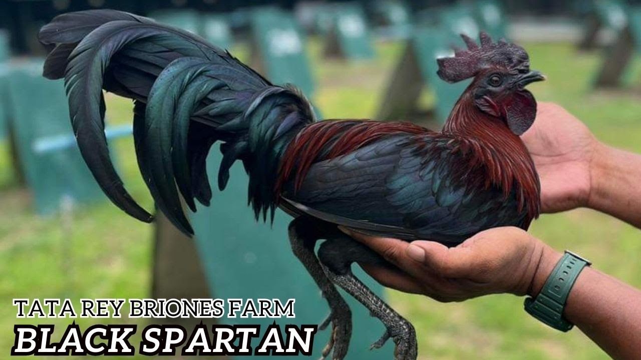 Home of Spartan Black - Tata Rey Briones Beautiful Show Black Birds ...