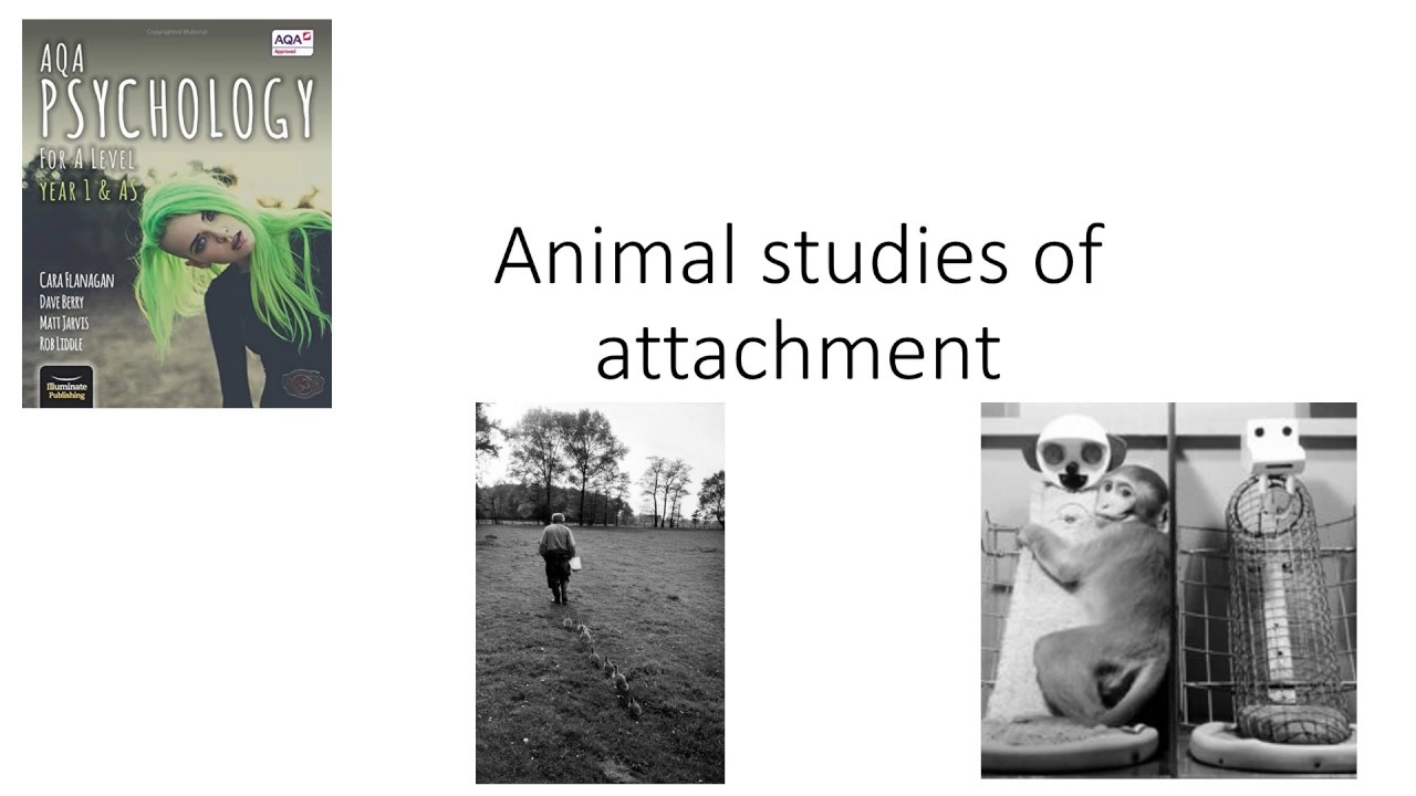 AQA A Level Psychology - Attachment - Animal studies of attachment ...