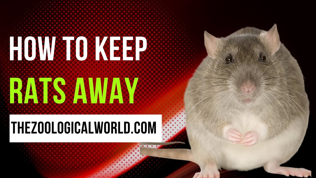 How to keep the rats away, How to keep mice and rats away from your ...