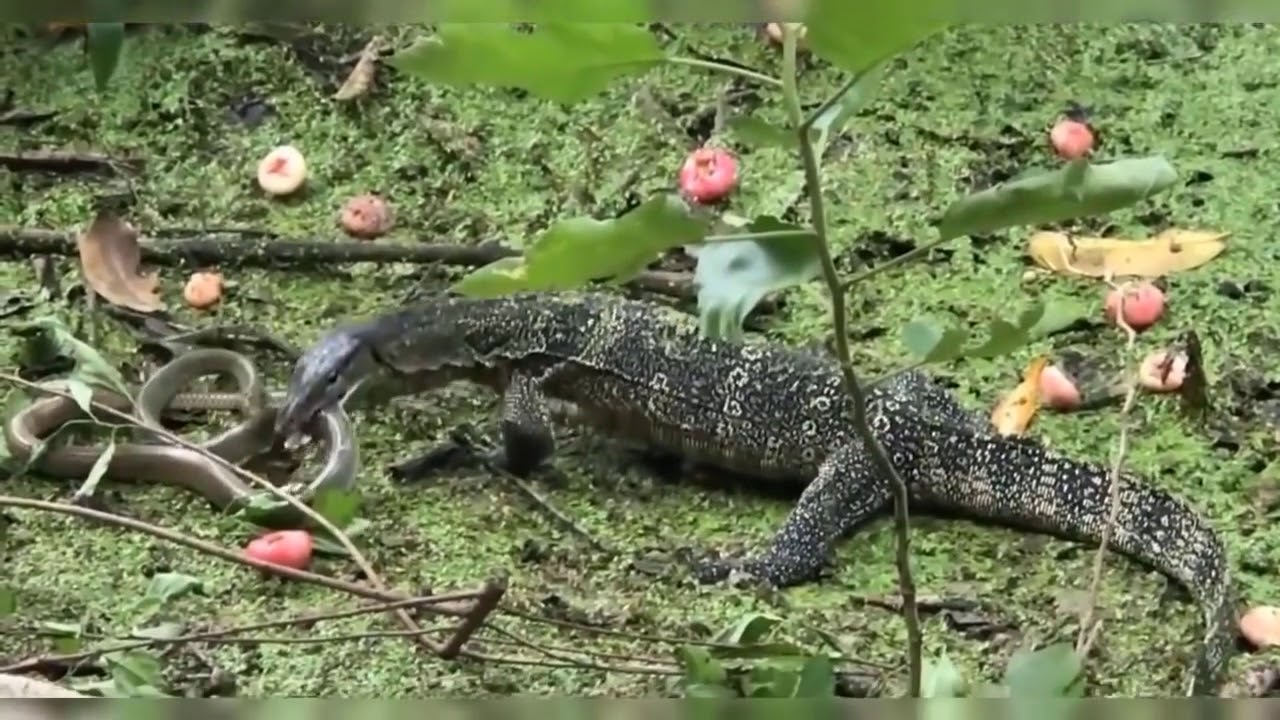 Wild Discovery Animals Craziest Animal Fights Caught On Camera! Animals ...