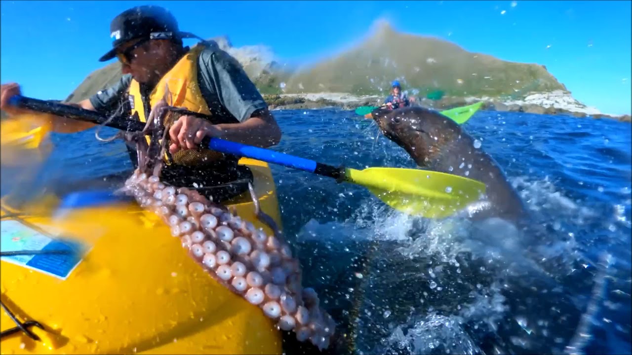 Seal Octopus Kayak Go Pro ADVERT idea - YouTube