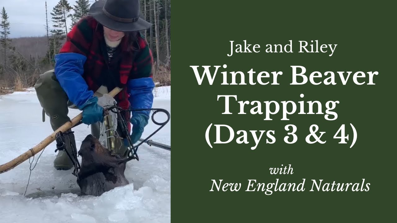 Winter Beaver Trapping through the Ice! Days 3 & 4 of the snowmobile ...