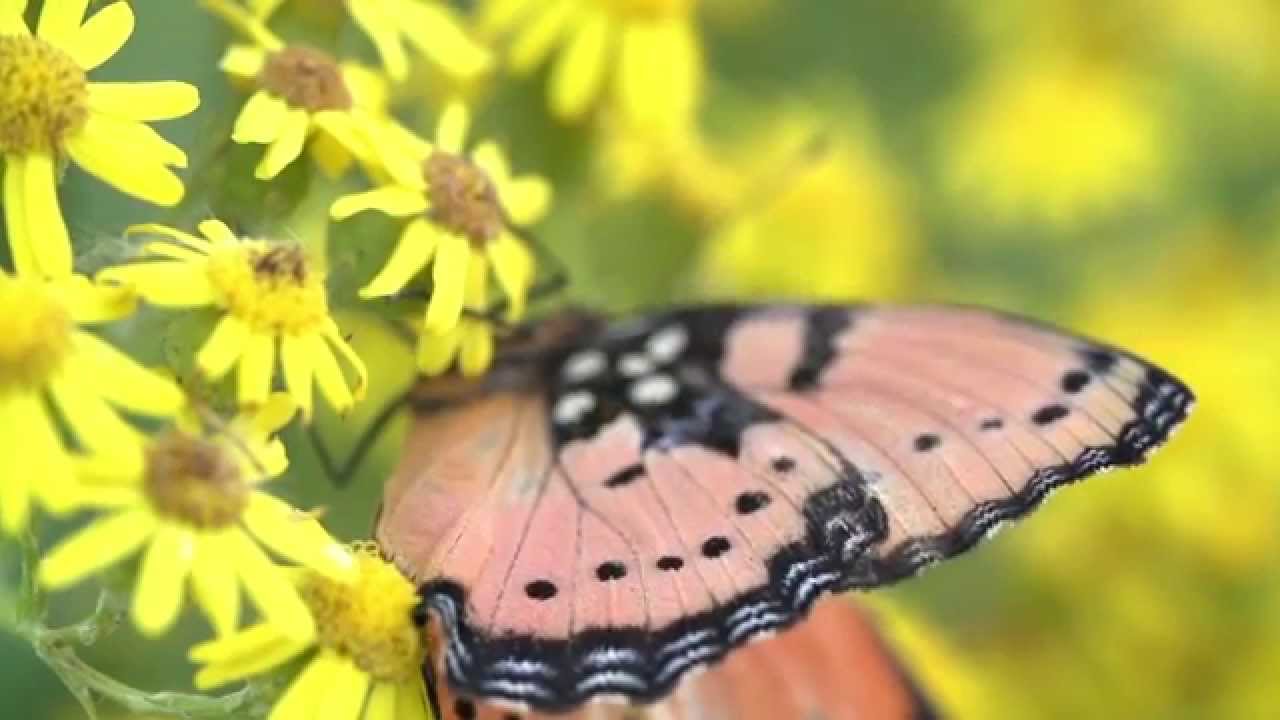 Butterflies in Spring - YouTube