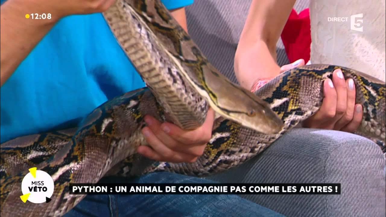 Python : un animal de compagnie pas comme les autres ! - YouTube