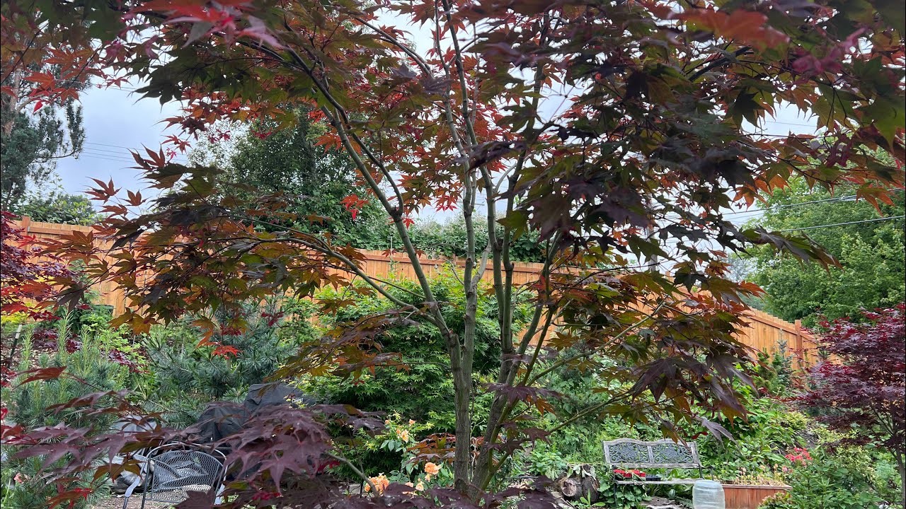 Oshio Beni Japanese maple tree - YouTube