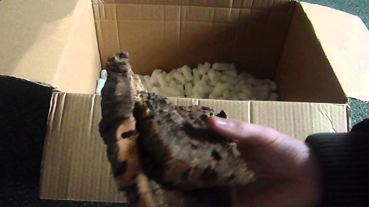 Unboxing - OBT spiderling shipping stuff. - YouTube