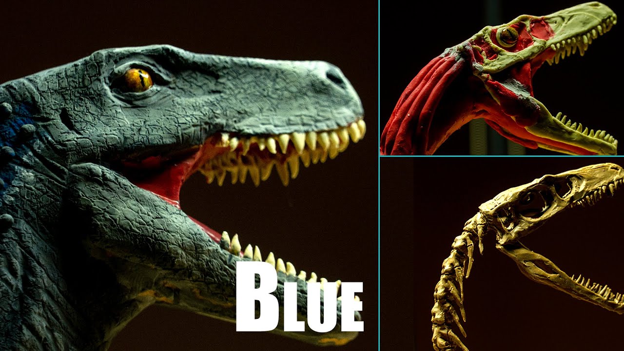 sculpting head of the velociraptor blue skull, muscle and skin / Clay ...