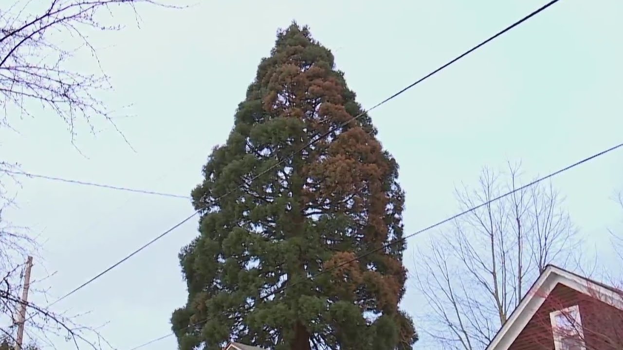 Controversial giant sequoia tree 'poisoned' in NE Portland - YouTube