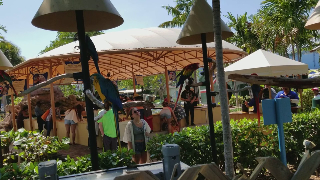 Miami Seaquarium Stingrays, Parrots and Flamingos - YouTube