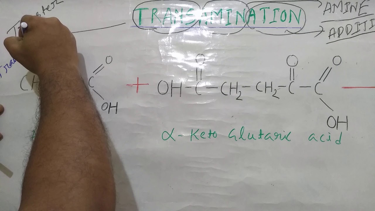 General reactions of Amino acid metabolism _ "Transamination reaction ...
