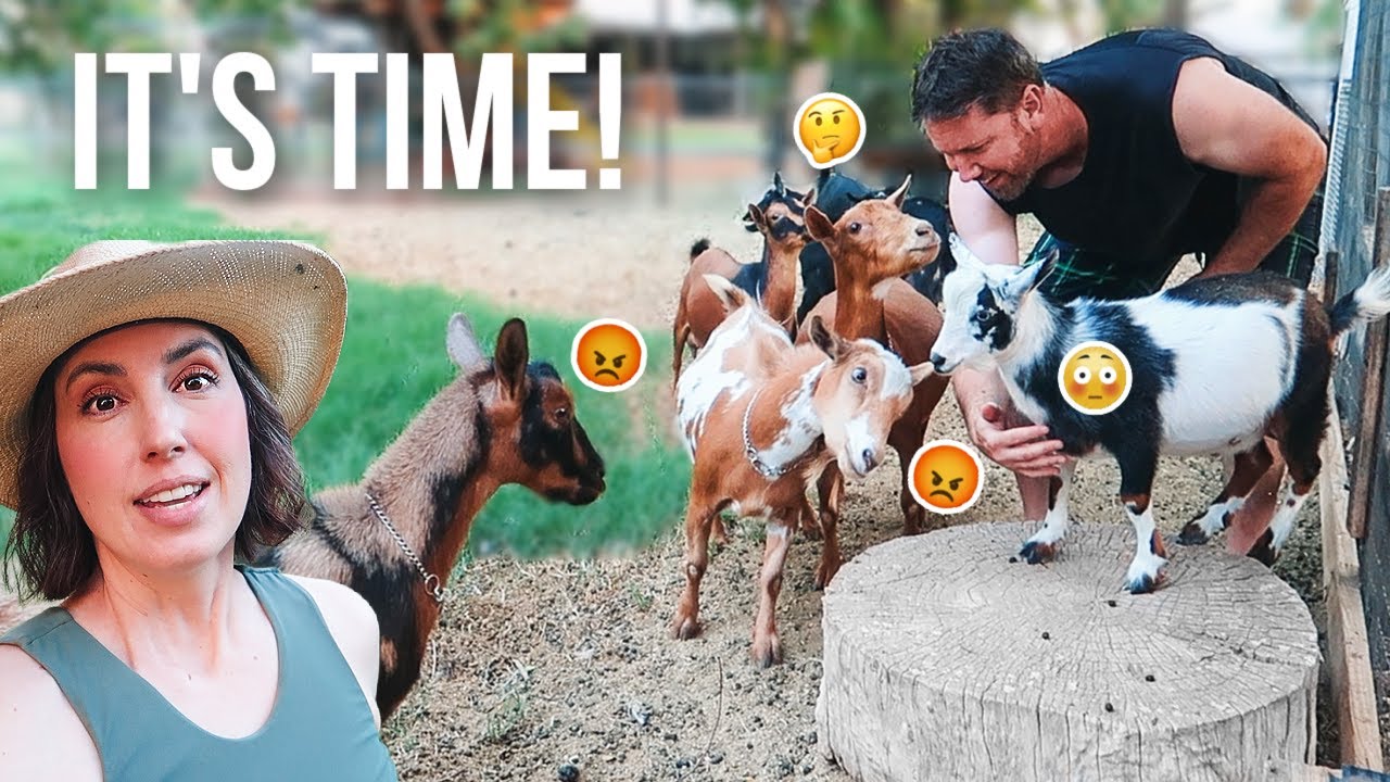 Wolf Tree Ranch – Nigerian Dwarf Dairy Goats
