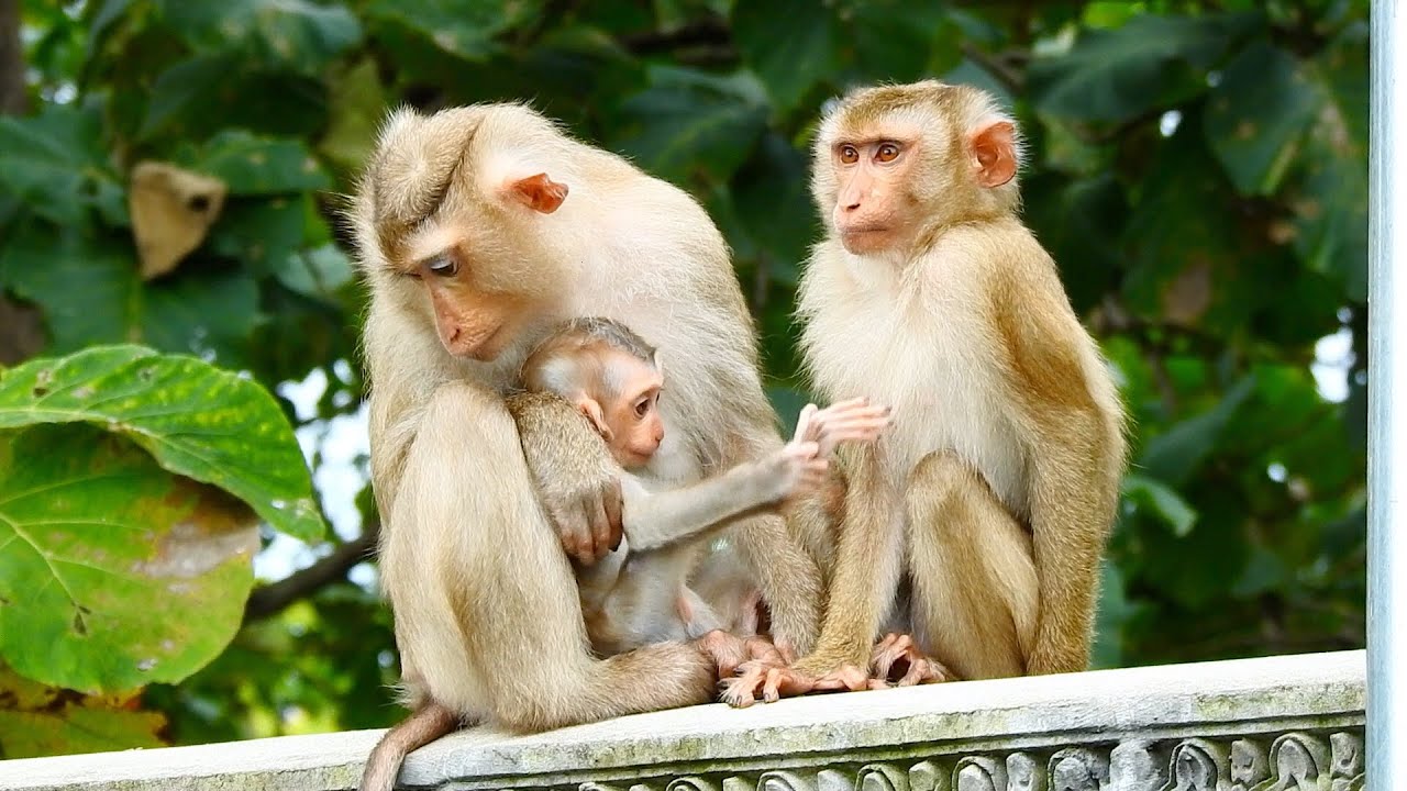 So bored baby MARCO and mom MONNY when orphan monkey LIPA come to visit ...
