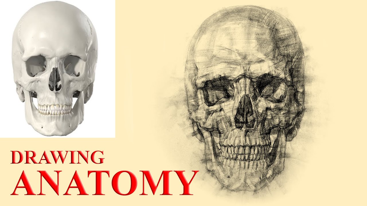 ️ Drawing method a full face skull / Anatomy - YouTube