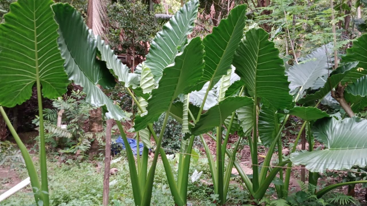 Daun sente untuk pakan ikan Gurame - YouTube