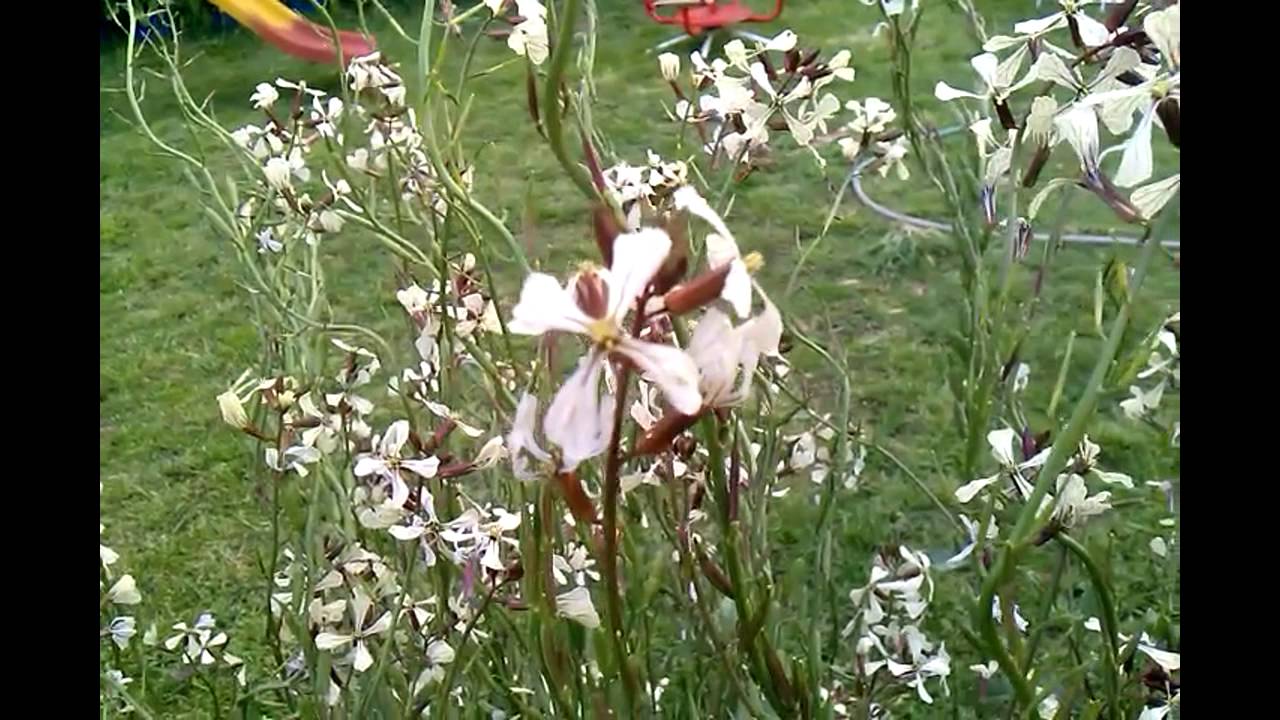 Flor de la rucula en la huertina ecocyn - YouTube