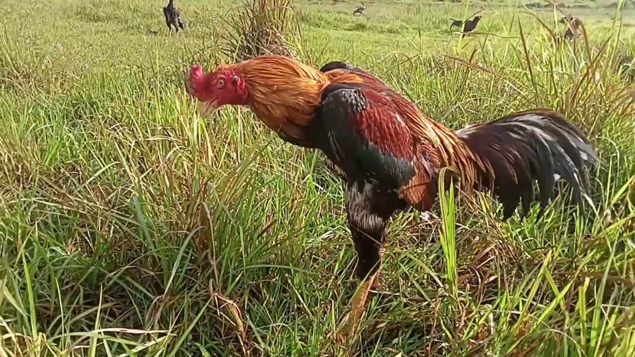 SHAMO ASIL BASILAN KINABUHING BOL-ANON - YouTube