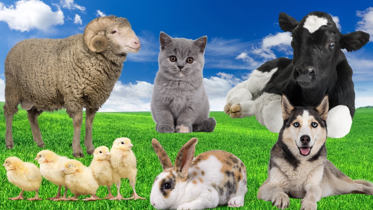 Animals around us: cow, chicken, cat, dog, sheep - Animal Sounds - Part ...