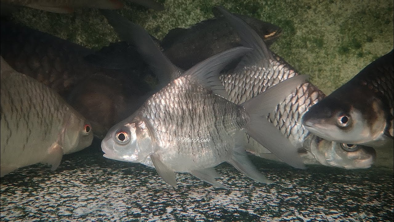 *RARE! Shortbody Puntioplites bulu @ Crossbanded Barb/Tenggalan ...