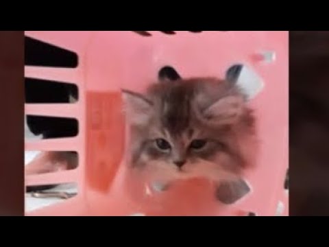 SCOTTİSH KEDİ, ÖLECEKTİ. #yaramazkedi az kalsin ölüyordu!!!..