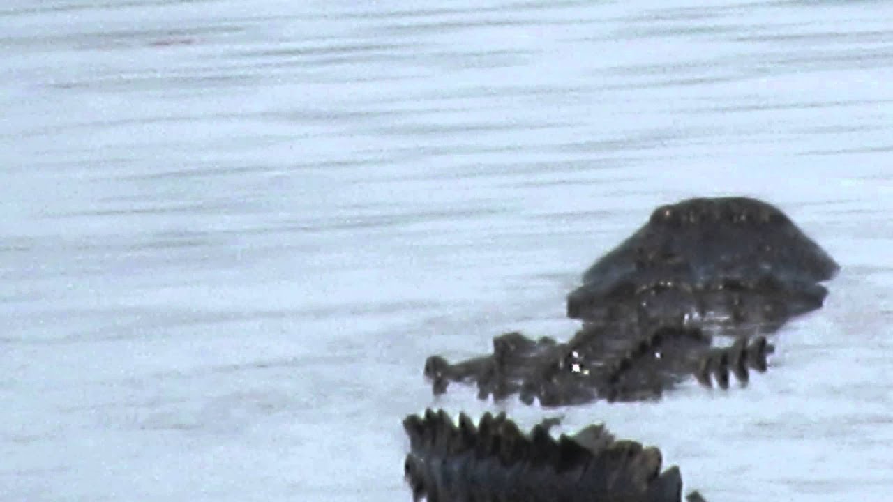 Big Daddy gator on Spruce Creek - YouTube