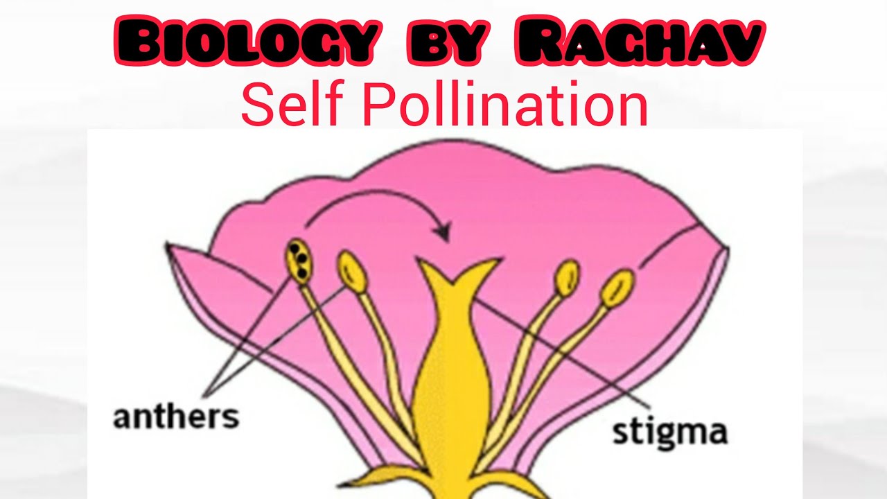 Self Pollination chapter 2 4 Class 10th 11th 12th Chapter 2 YouTube self-pollination-chapter-2-4-class-10th-11th-12th-chapter-2-youtube