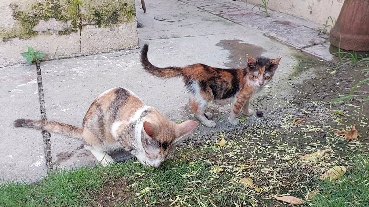 Cat Herding Kitten Outside Teaching Her Fight and Benifits Of Herbs ...