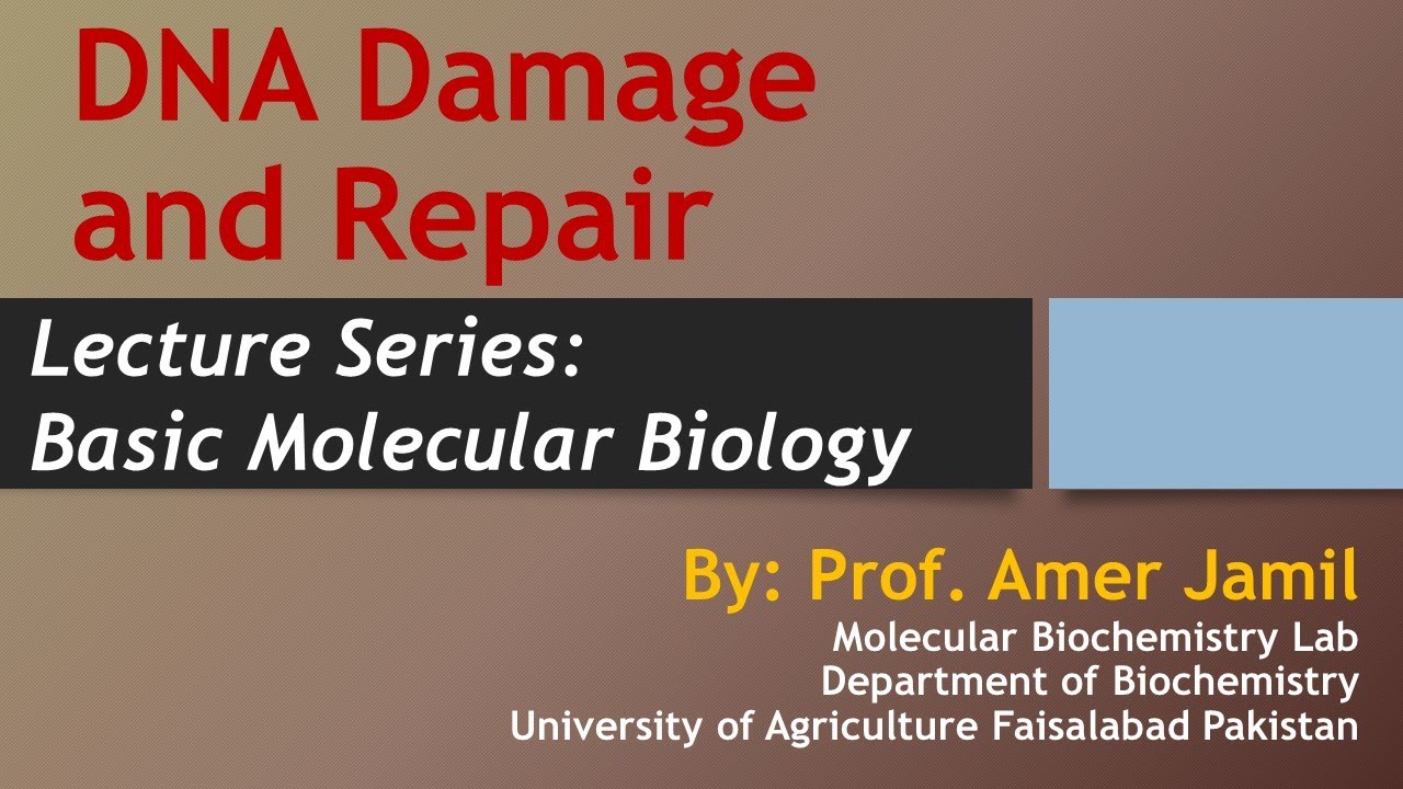Lecture on DNA damage and repair (by Prof Amer Jamil) - YouTube