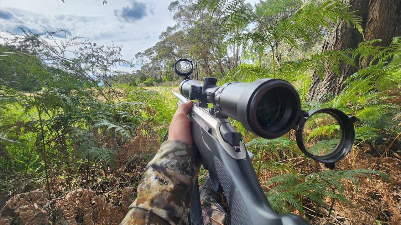 Victoria State park deer hunt Nov 22 - YouTube