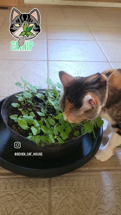 If you don't talk to your cat about catnip...who will?? #catperson #kittycat #catlover # ...