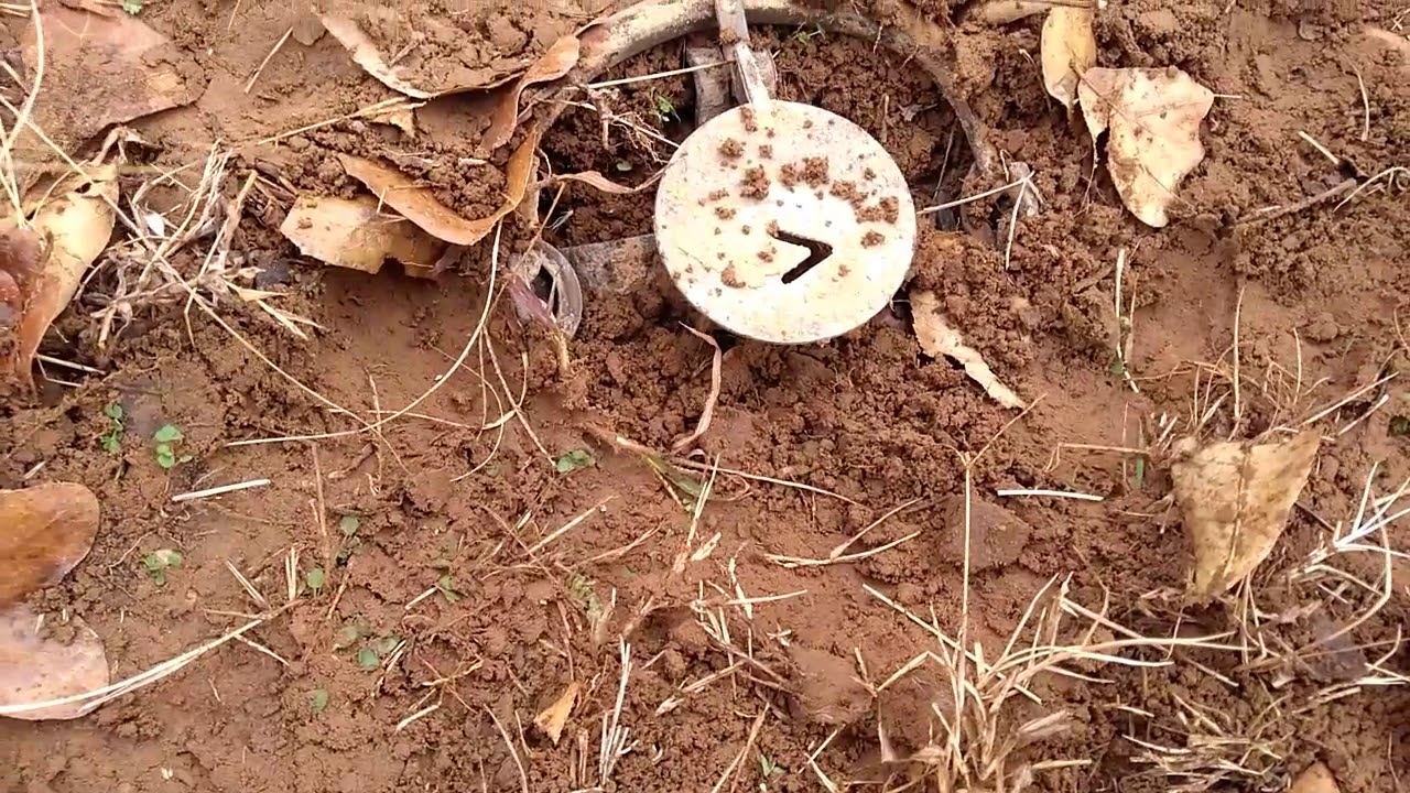 Trapping coyotes with flat set - YouTube