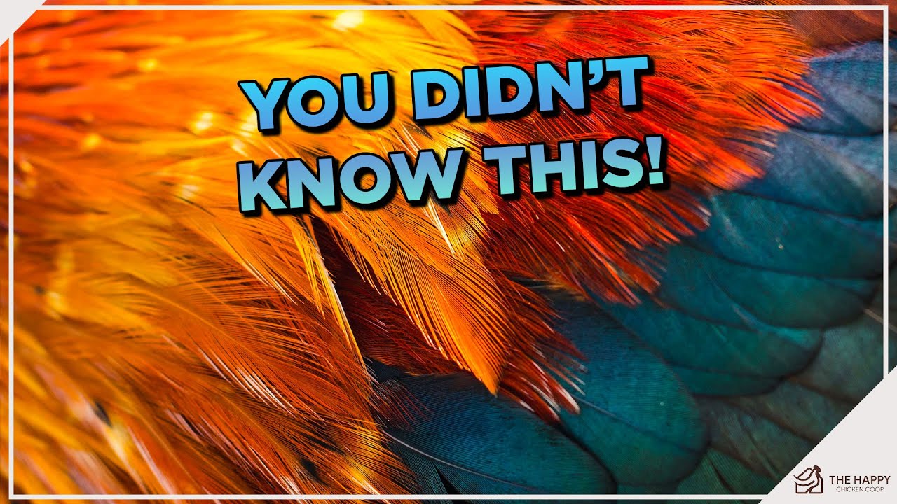 More Than Just Fluff: The Marvelous World of Chicken Feathers - YouTube