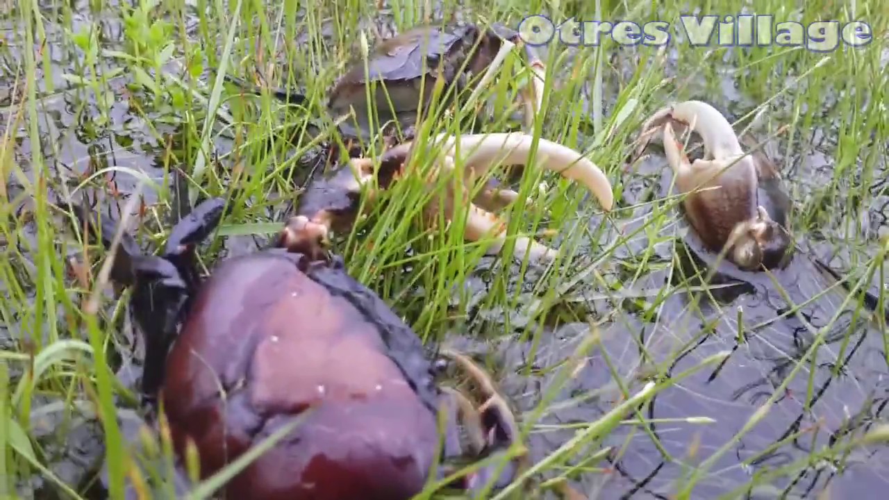 Crab Catching By Young Adults In Otres Village Near The Sea Side - YouTube