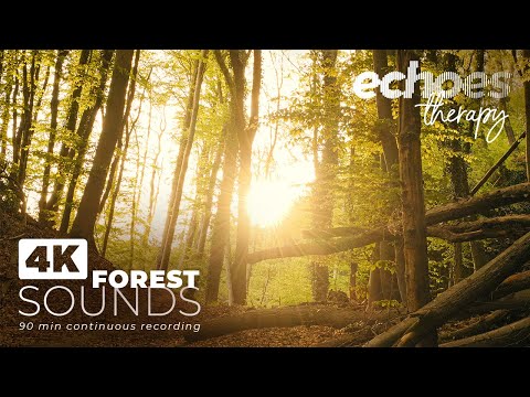 Birds Singing during sunset in the forest - Binaural nature sounds for relaxing - Biophony ASMR