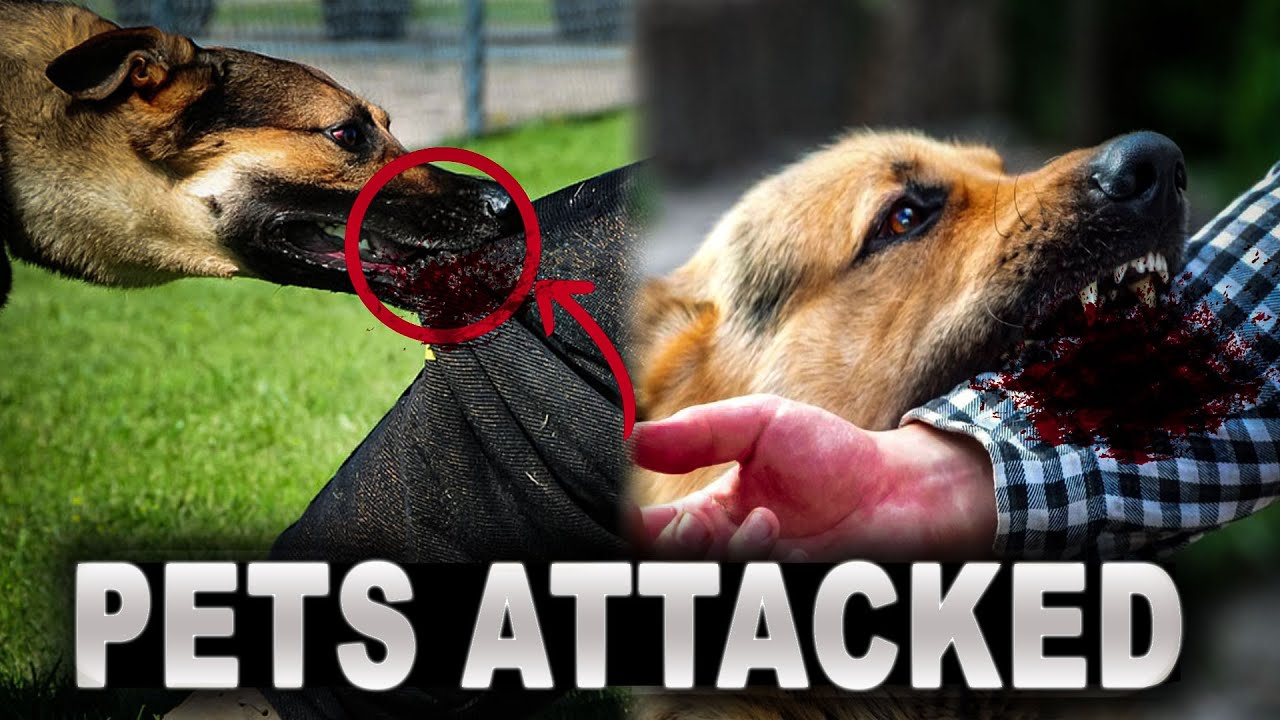 Pets Attack on Owner and kill Him | The Hidden Danger in Our Homes ...