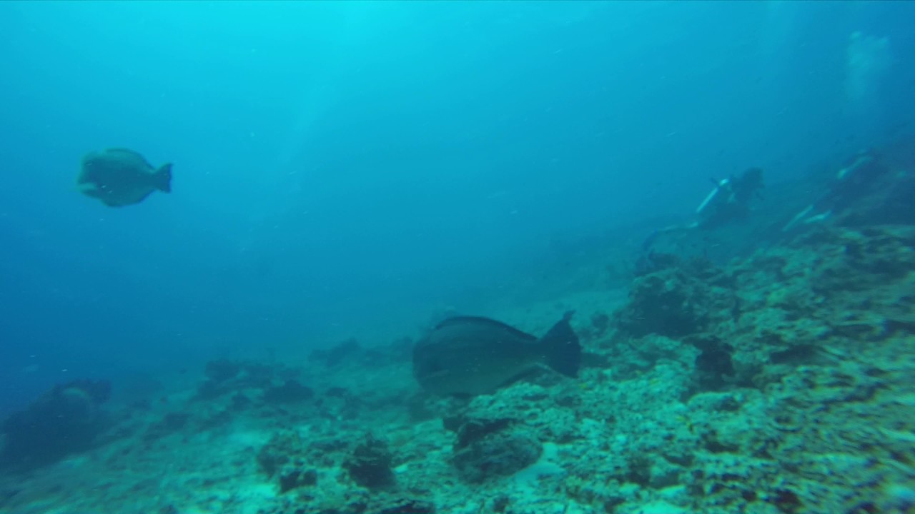 Bump Head Parrot Fish - YouTube