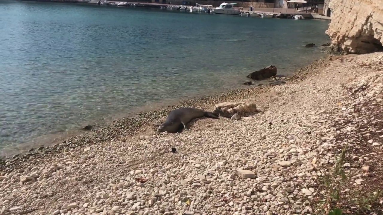 Alonnisos seal monachus monachus Αλοννησος φωκια monachus monachus 1 ...