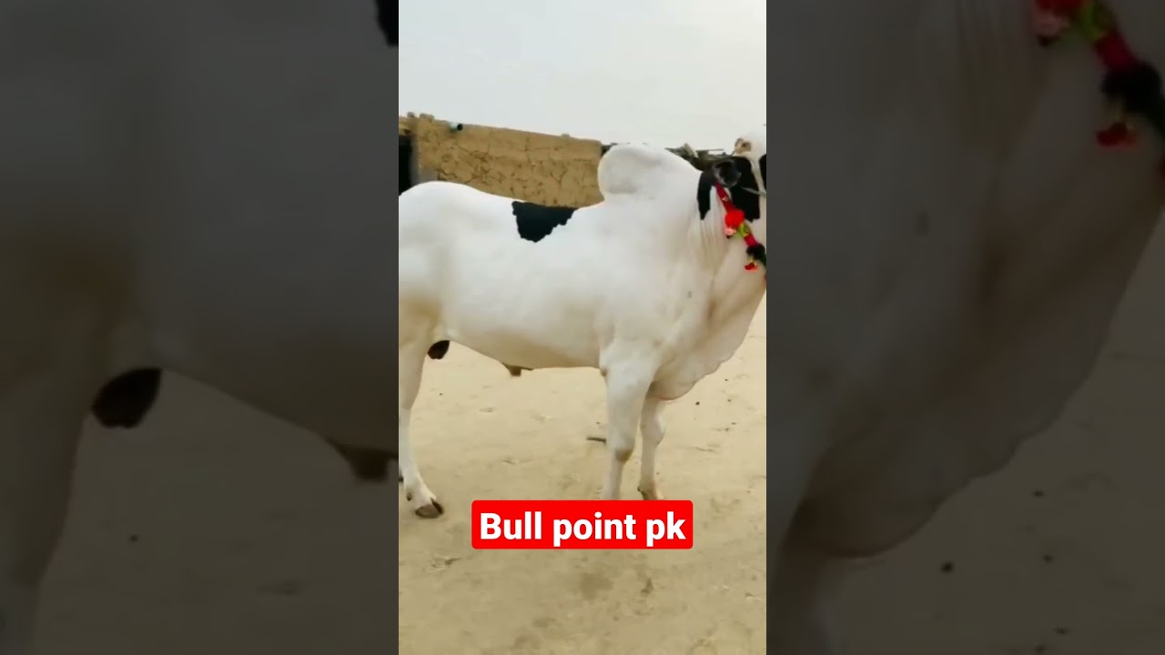 Mashallah beauti || out class beauti || dhanni beauti cow - YouTube