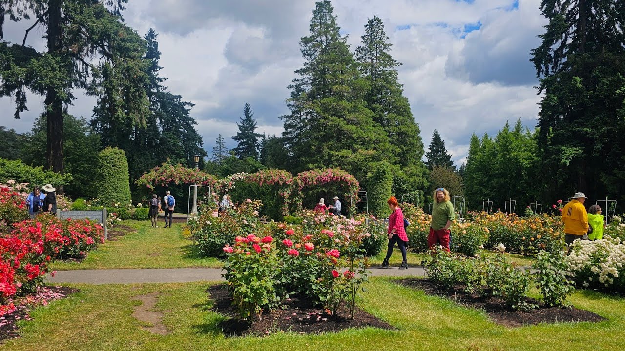 The # 1 flower in the world "Rose" International Rose Test Garden on a ...
