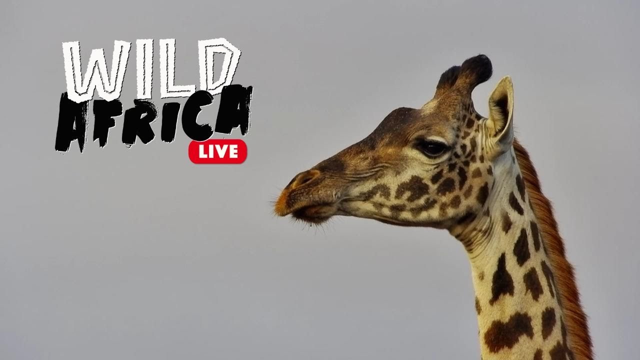 Wild Africa LIVE - Journey Through the African Bush in Real-Time - YouTube