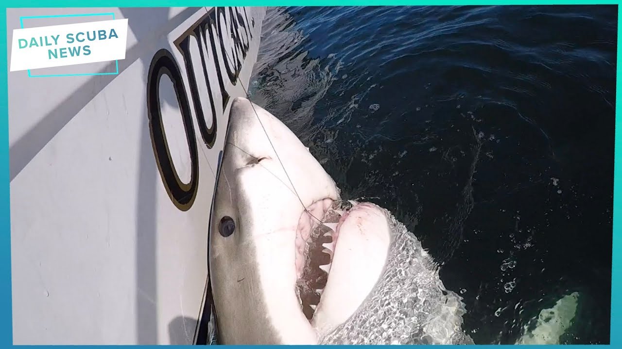 Crime Fighting Shark! | Daily Scuba News (w/ Mark) - YouTube