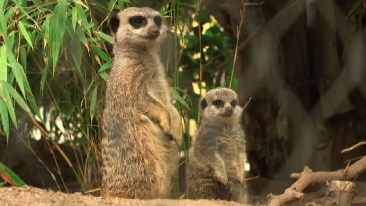 Nello zoo di Vienna i suricati giocano con il loro cucciolo - YouTube