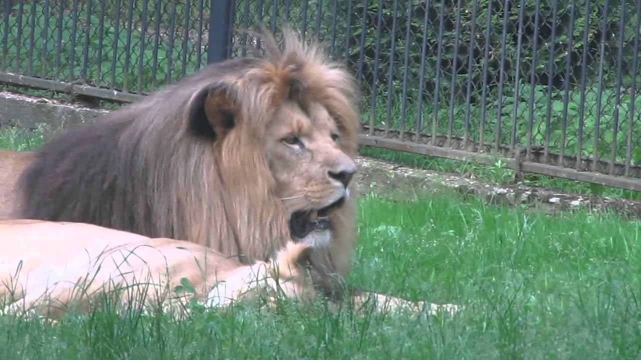 Lew Angolski w ZOO Wrocław - YouTube