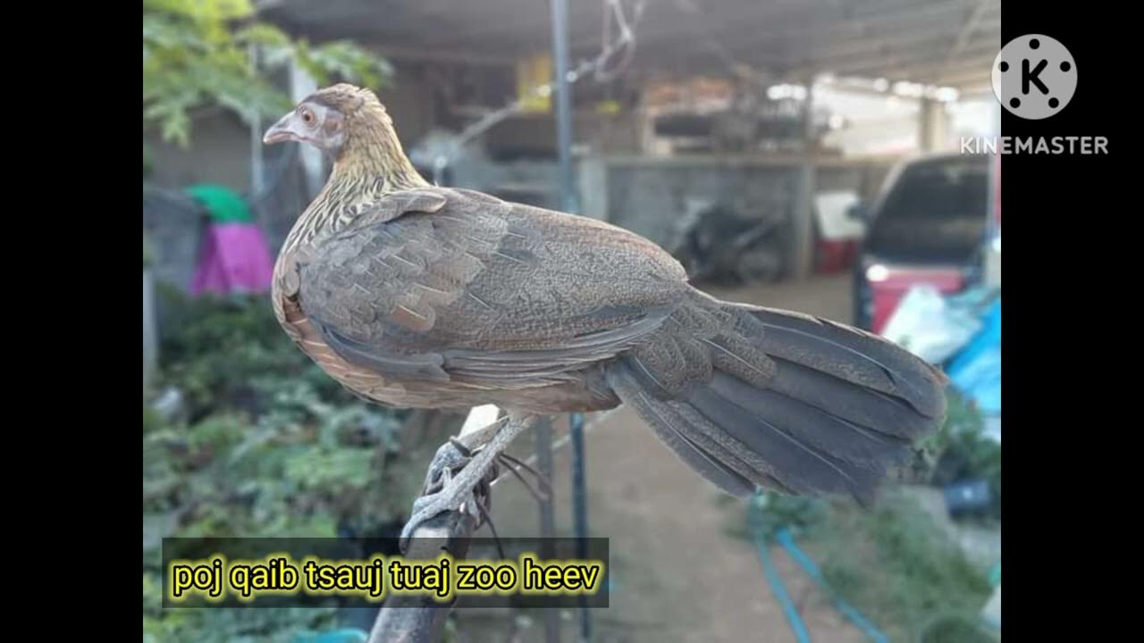 suab poj qaib qus tsauj tuaj zoo heev 👍👍👍 - YouTube