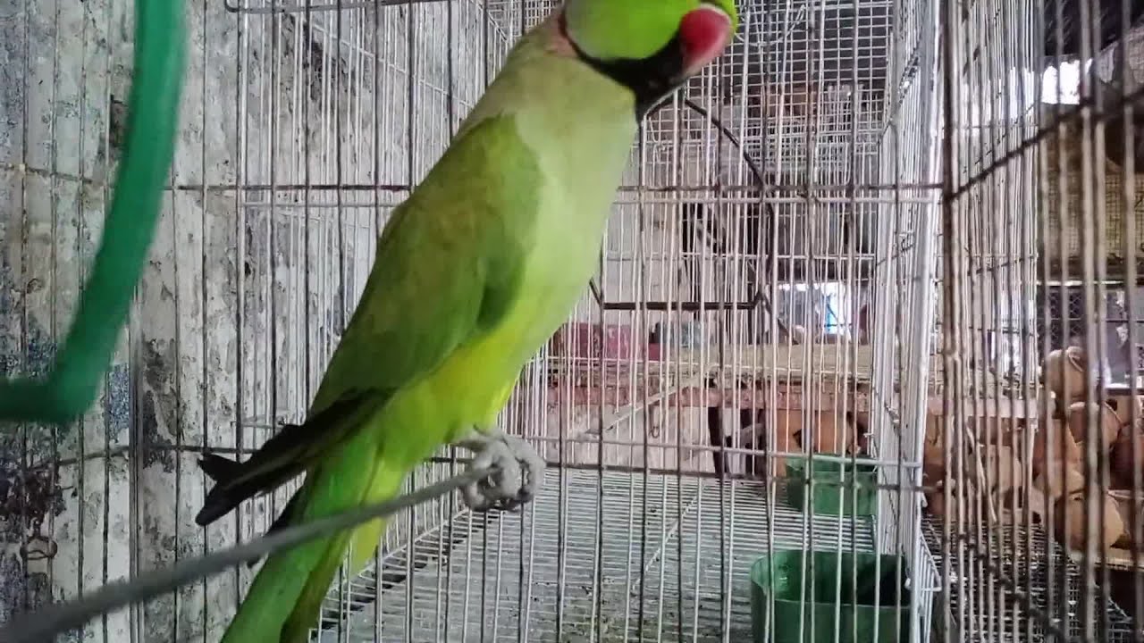Beautiful Ring Neck Green parrot - YouTube