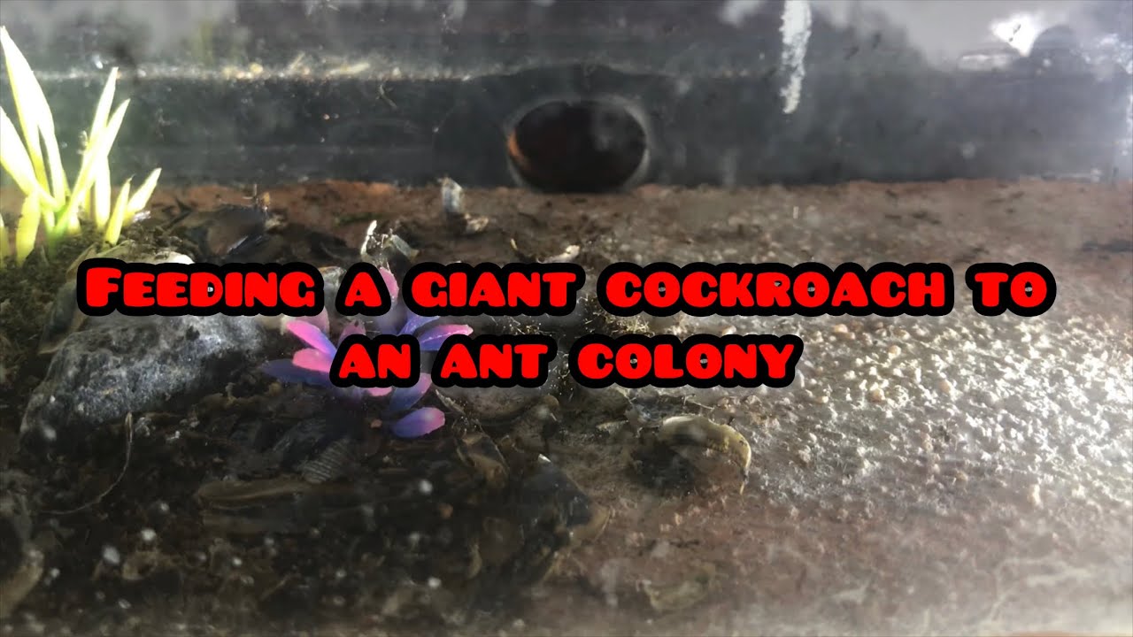 Ants Vs Cockroach - YouTube