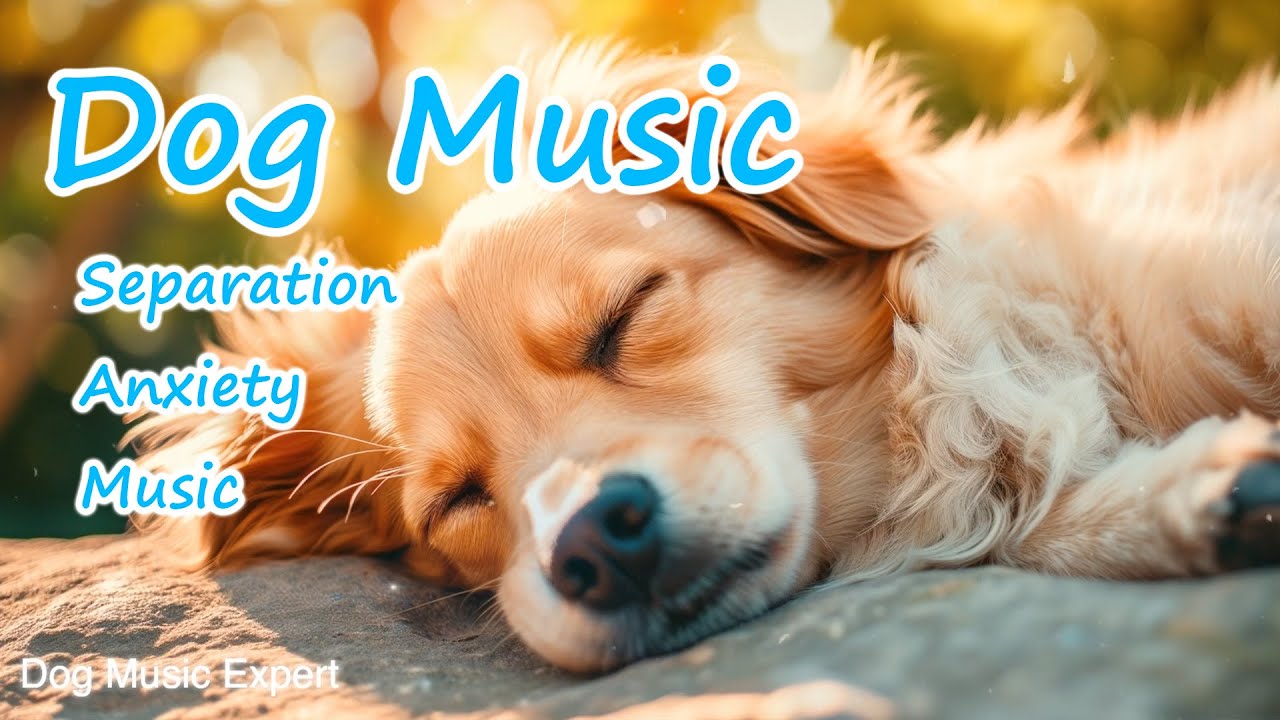 Relaxing Music for Dogs | Piano Music for Dogs | Relax your Dog ...