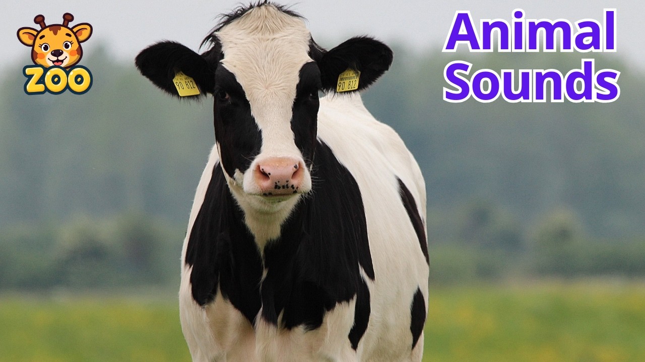 Animal Sounds for Kids (20 Amazing Animals) - YouTube
