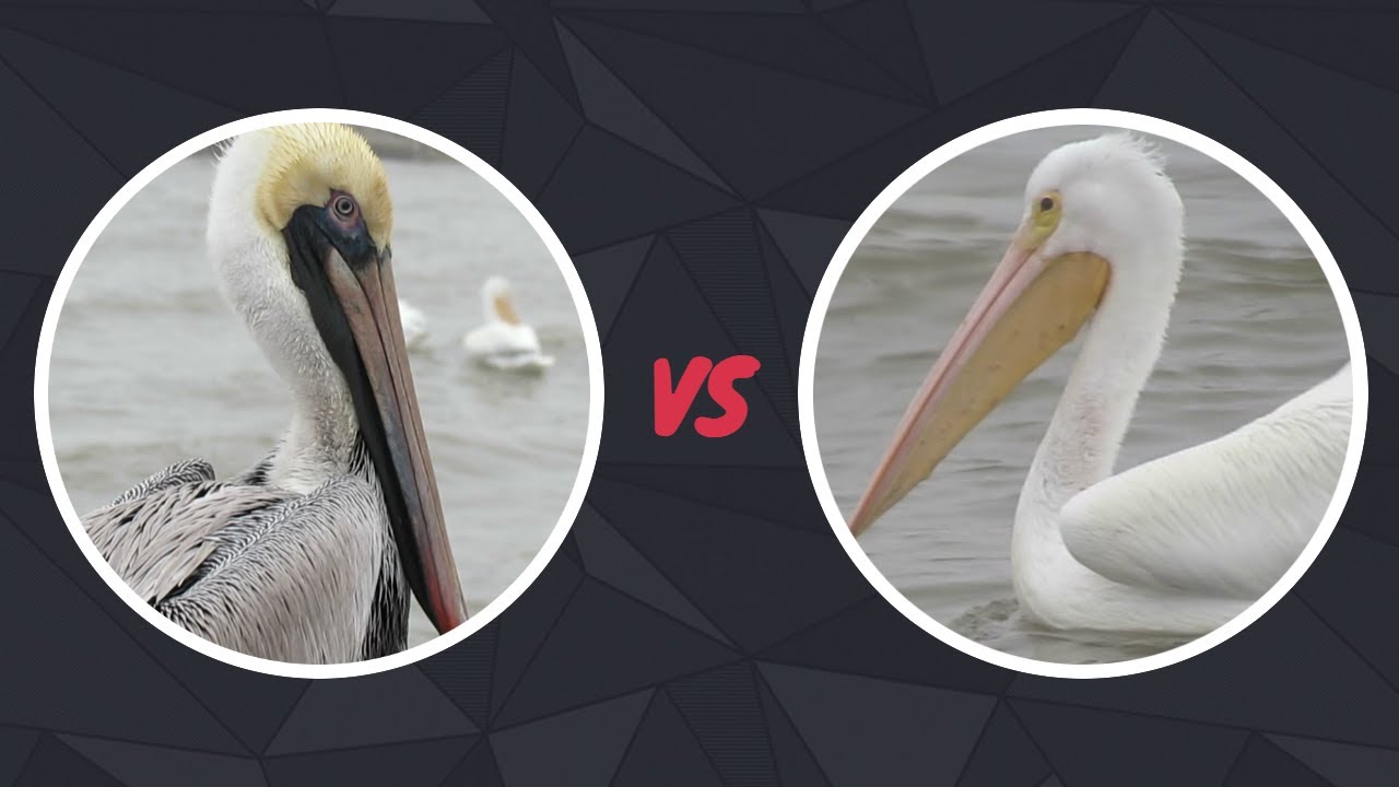 Brown Pelican vs American White Pelican | Call/Sounds, Flying, Eating ...